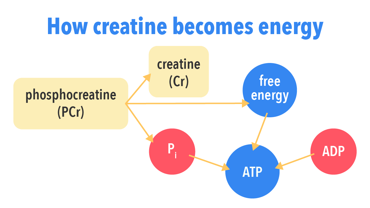 phosphate creatine system
