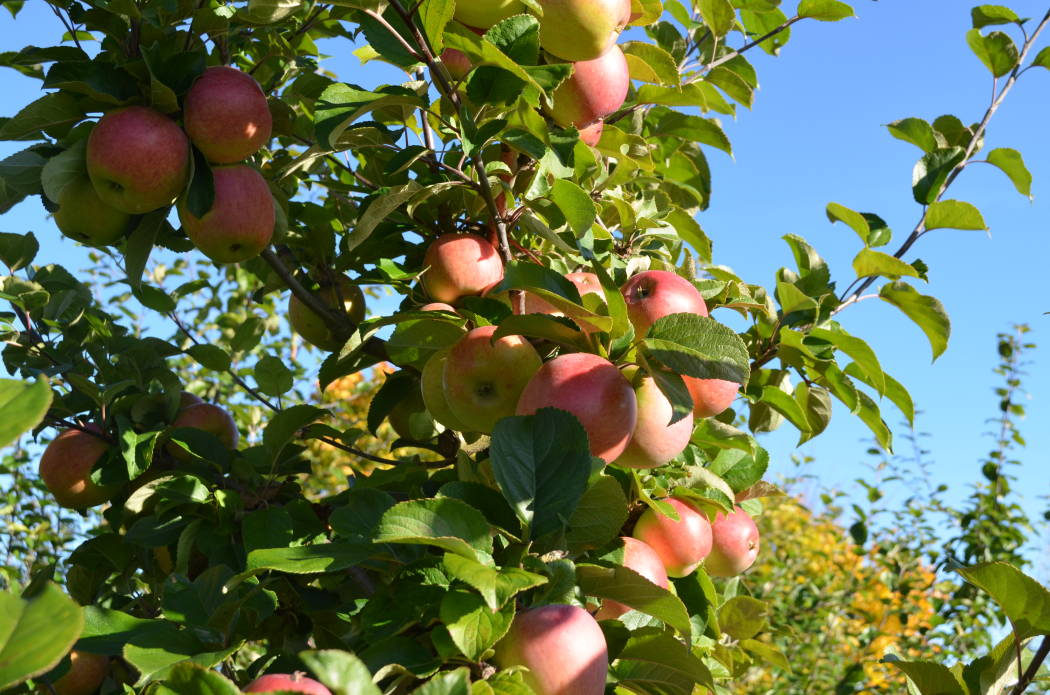 Braastad Epler - HANEN.no