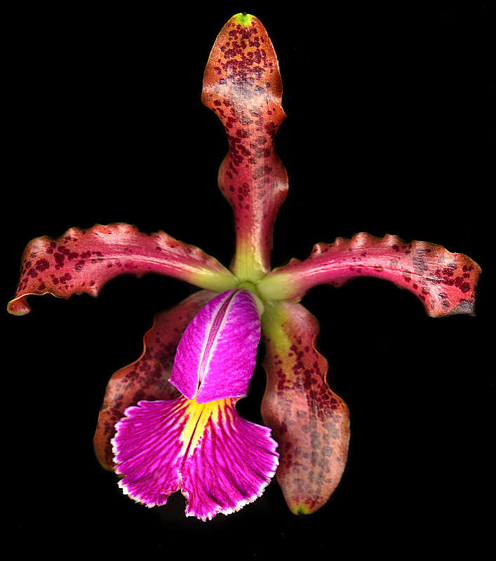 Color Scanography Botanicals - Harold Feinstein Archive