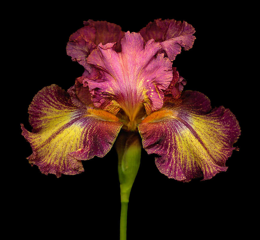 Color Scanography Botanicals - Harold Feinstein Archive