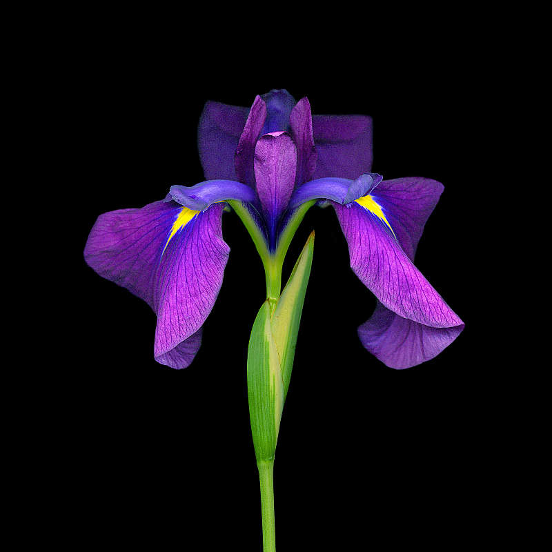 Color Scanography Botanicals - Harold Feinstein Archive