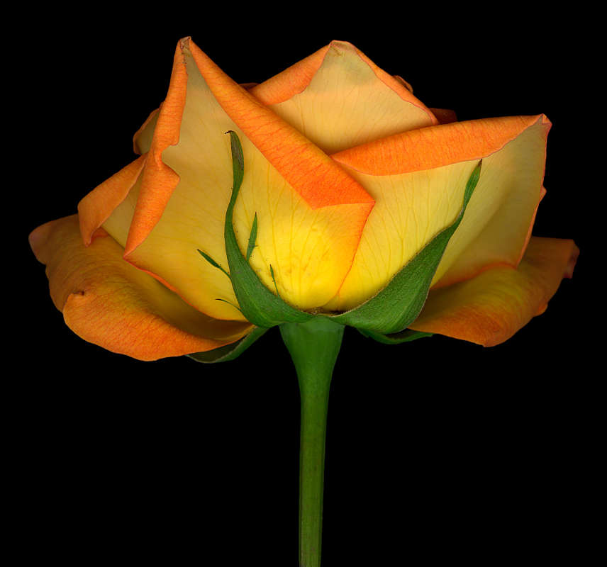 Color Scanography Botanicals - Harold Feinstein Archive