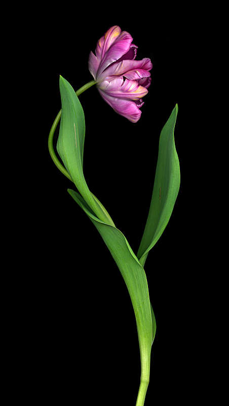 Color Scanography Botanicals - Harold Feinstein Archive