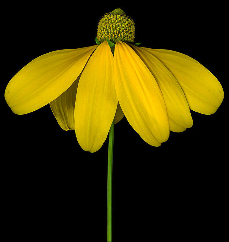 Color Scanography Botanicals - Harold Feinstein Archive