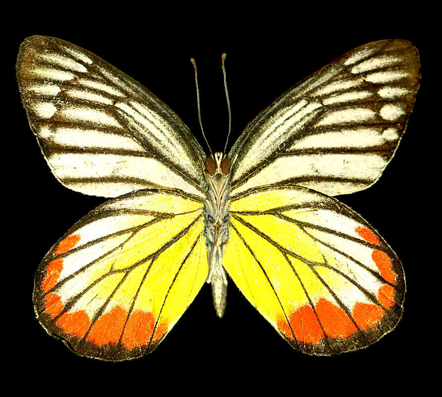 Color Scanography Shells and Butterflies - Harold Feinstein Archive