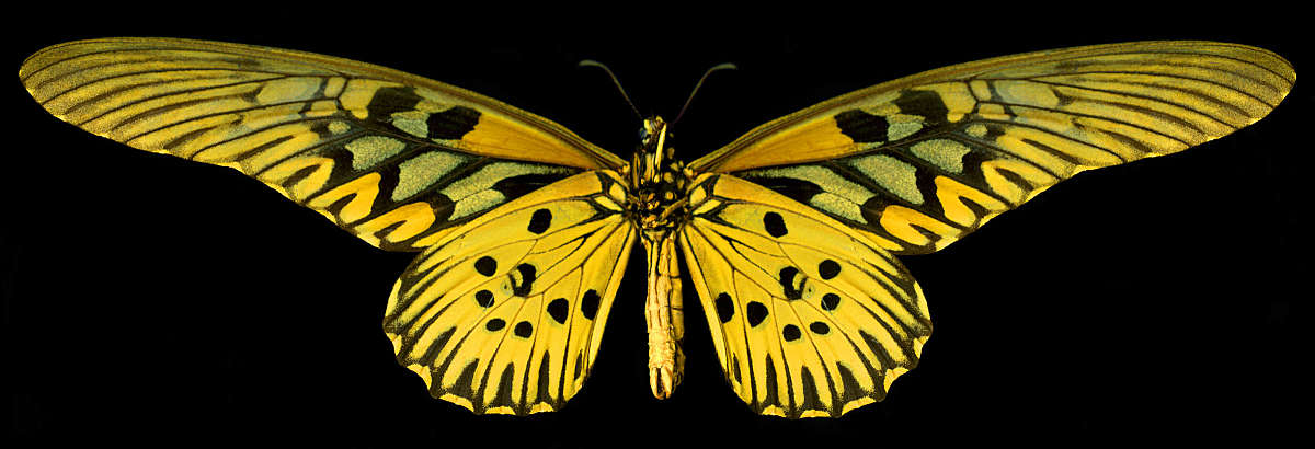 Color Scanography Shells and Butterflies - Harold Feinstein Archive