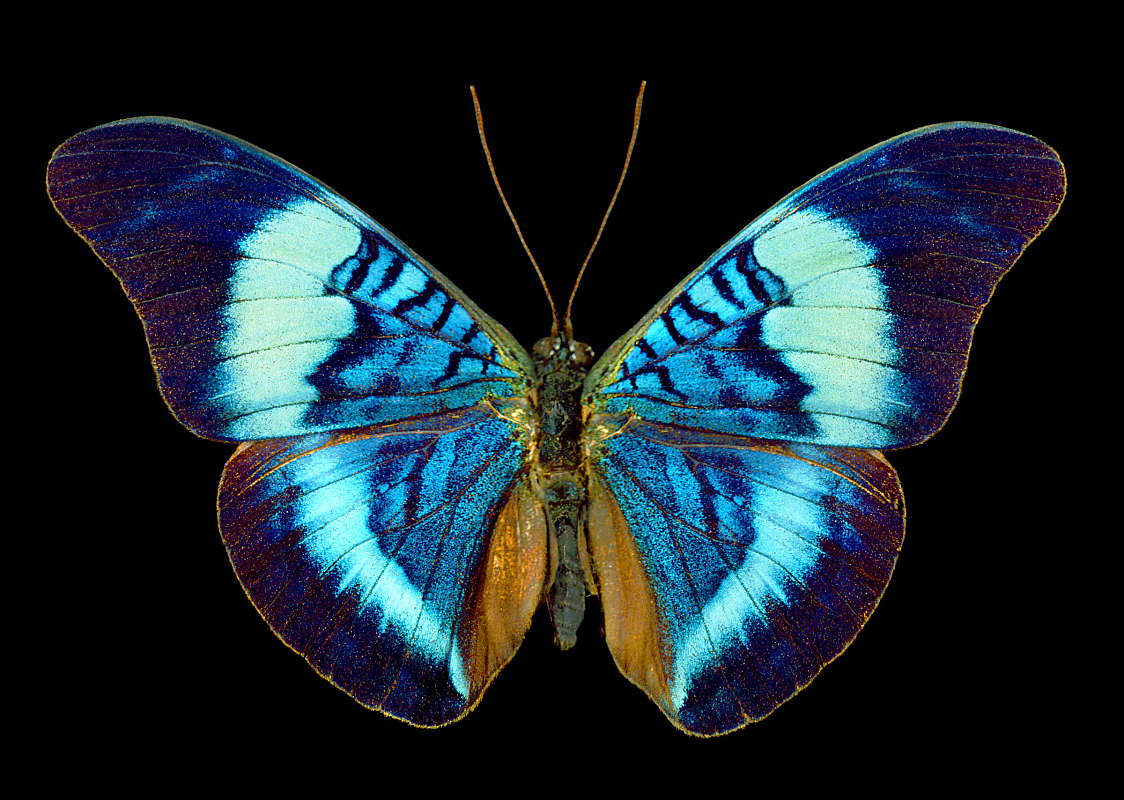 Color Scanography Shells and Butterflies - Harold Feinstein Archive