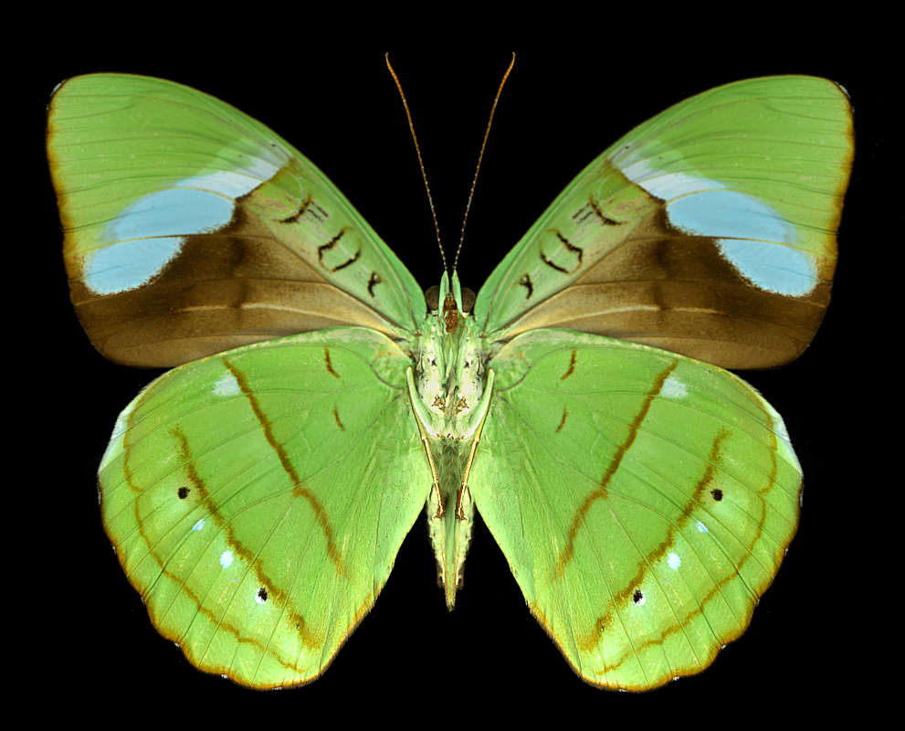Color Scanography Shells and Butterflies - Harold Feinstein Archive
