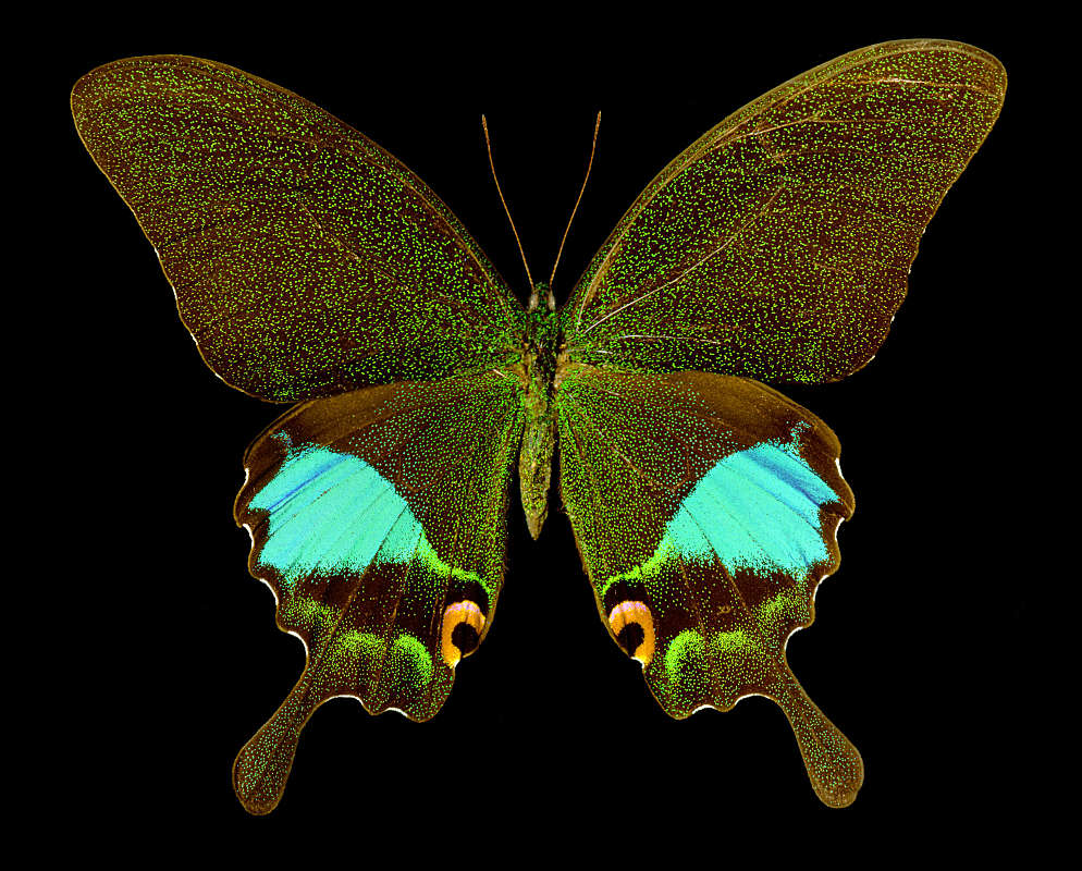 Color Scanography Shells and Butterflies - Harold Feinstein Archive
