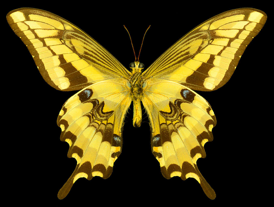 Color Scanography Shells and Butterflies - Harold Feinstein Archive