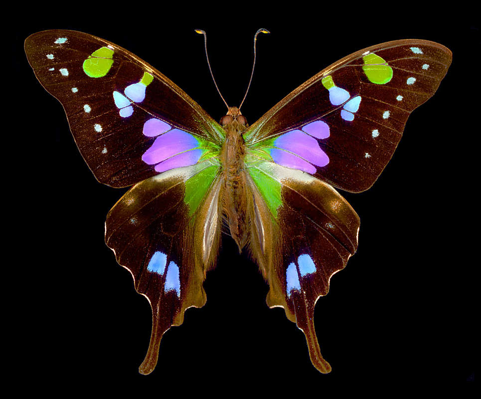 Color Scanography Shells and Butterflies - Harold Feinstein Archive