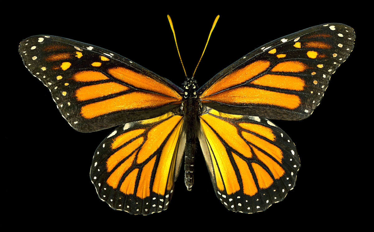 Color Scanography Shells and Butterflies - Harold Feinstein Archive