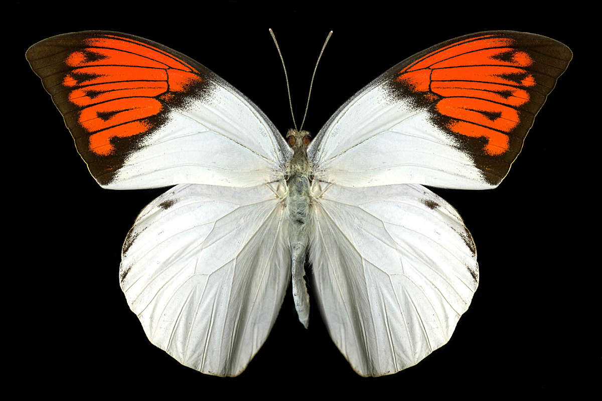 Color Scanography Shells and Butterflies - Harold Feinstein Archive