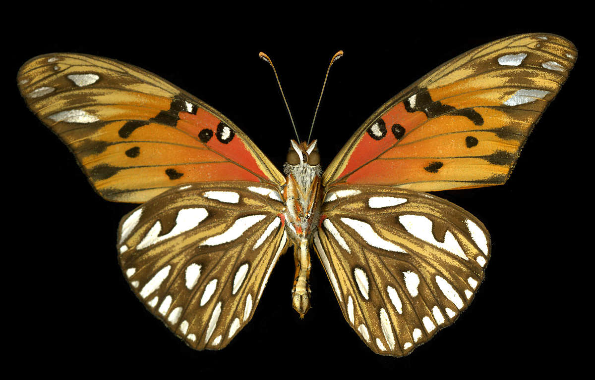 Color Scanography Shells and Butterflies - Harold Feinstein Archive