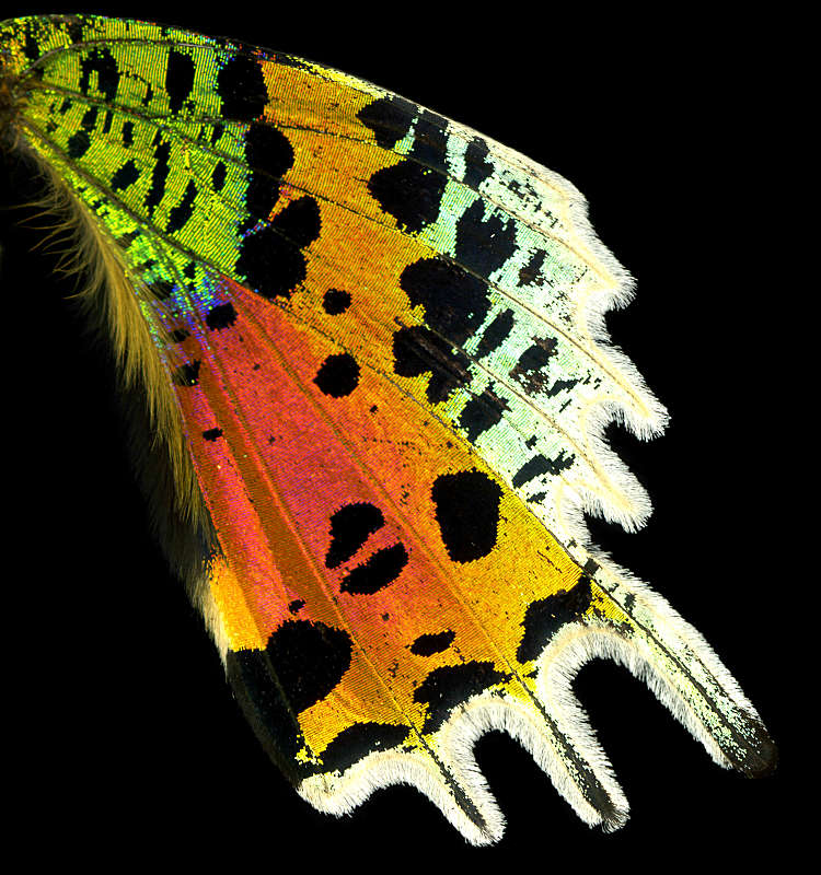 Color Scanography Shells and Butterflies - Harold Feinstein Archive