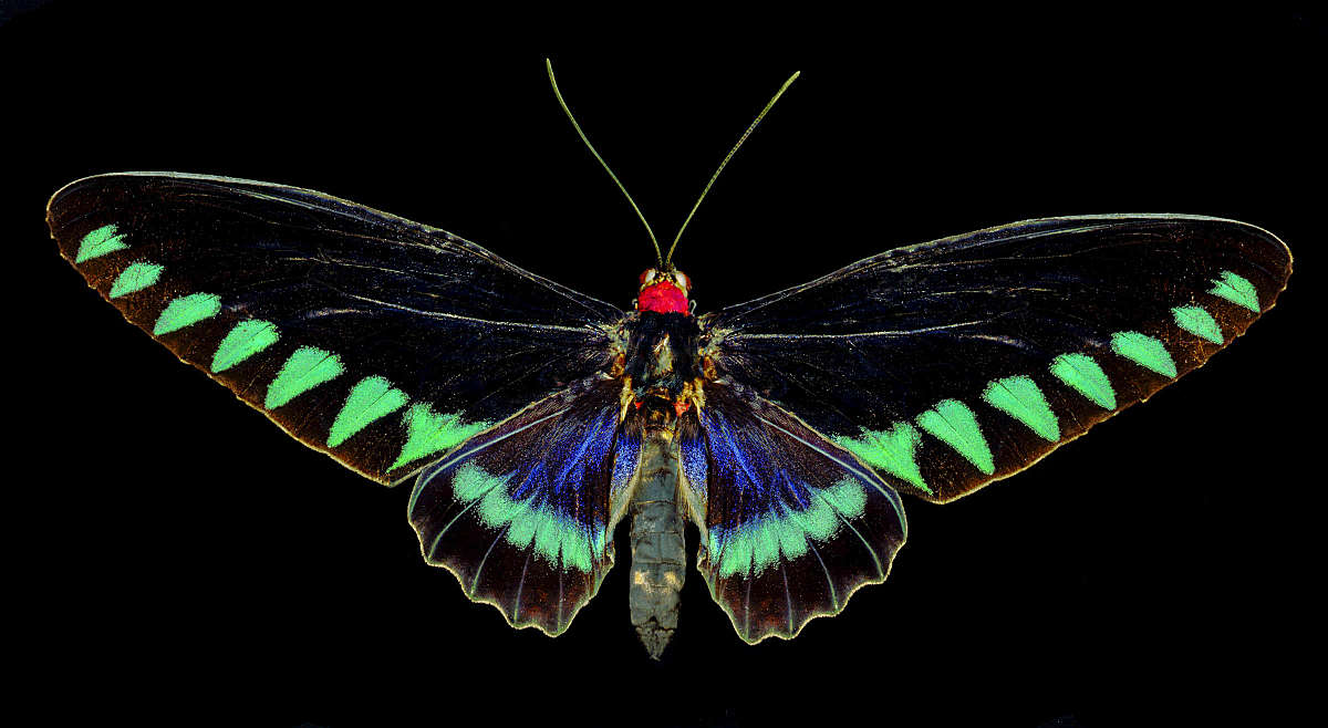 Color Scanography Shells and Butterflies - Harold Feinstein Archive