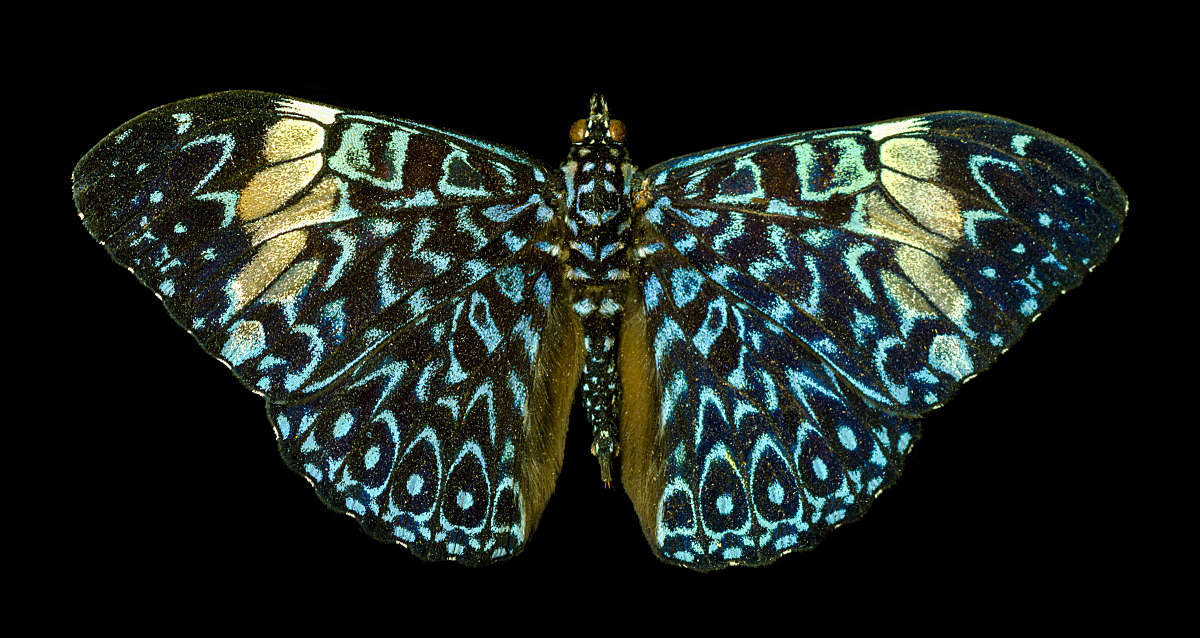 Color Scanography Shells and Butterflies - Harold Feinstein Archive