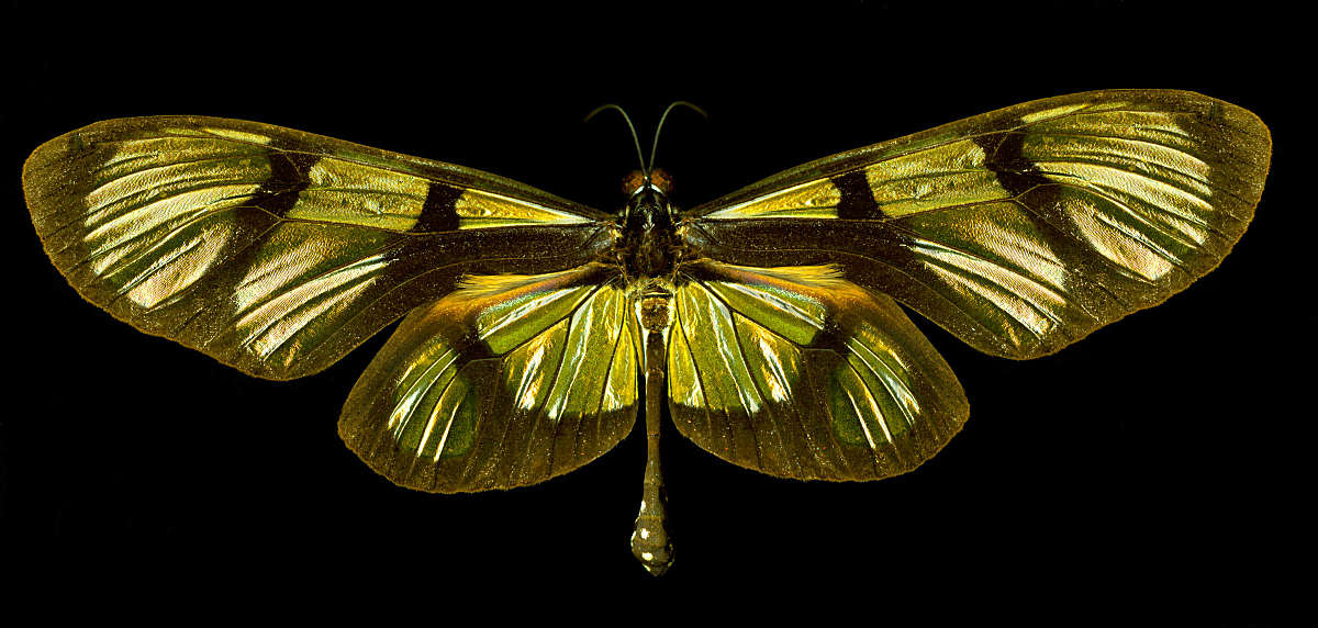 Color Scanography Shells and Butterflies - Harold Feinstein Archive