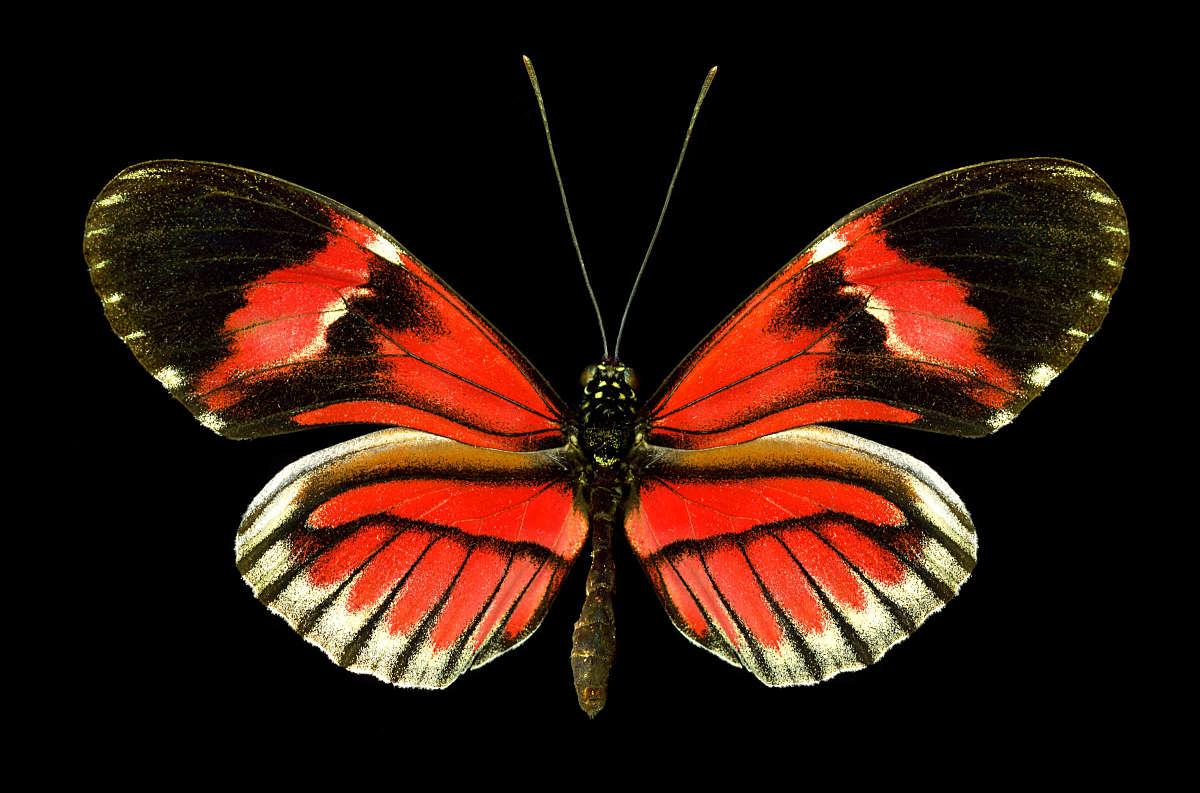 Color Scanography Shells and Butterflies - Harold Feinstein Archive
