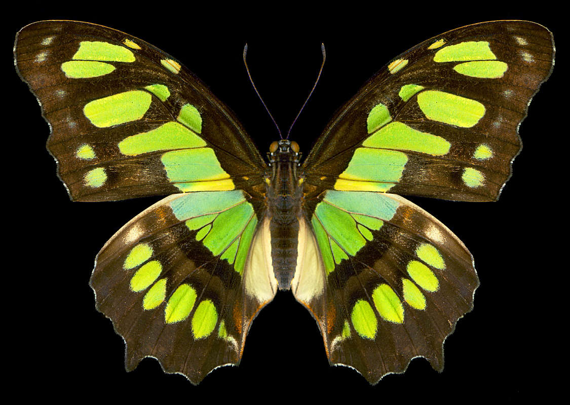 Color Scanography Shells and Butterflies - Harold Feinstein Archive