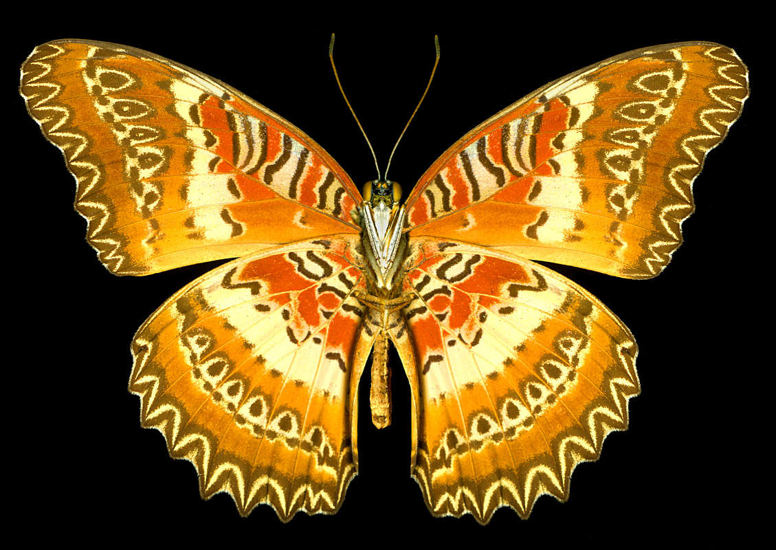 Color Scanography Shells and Butterflies - Harold Feinstein Archive