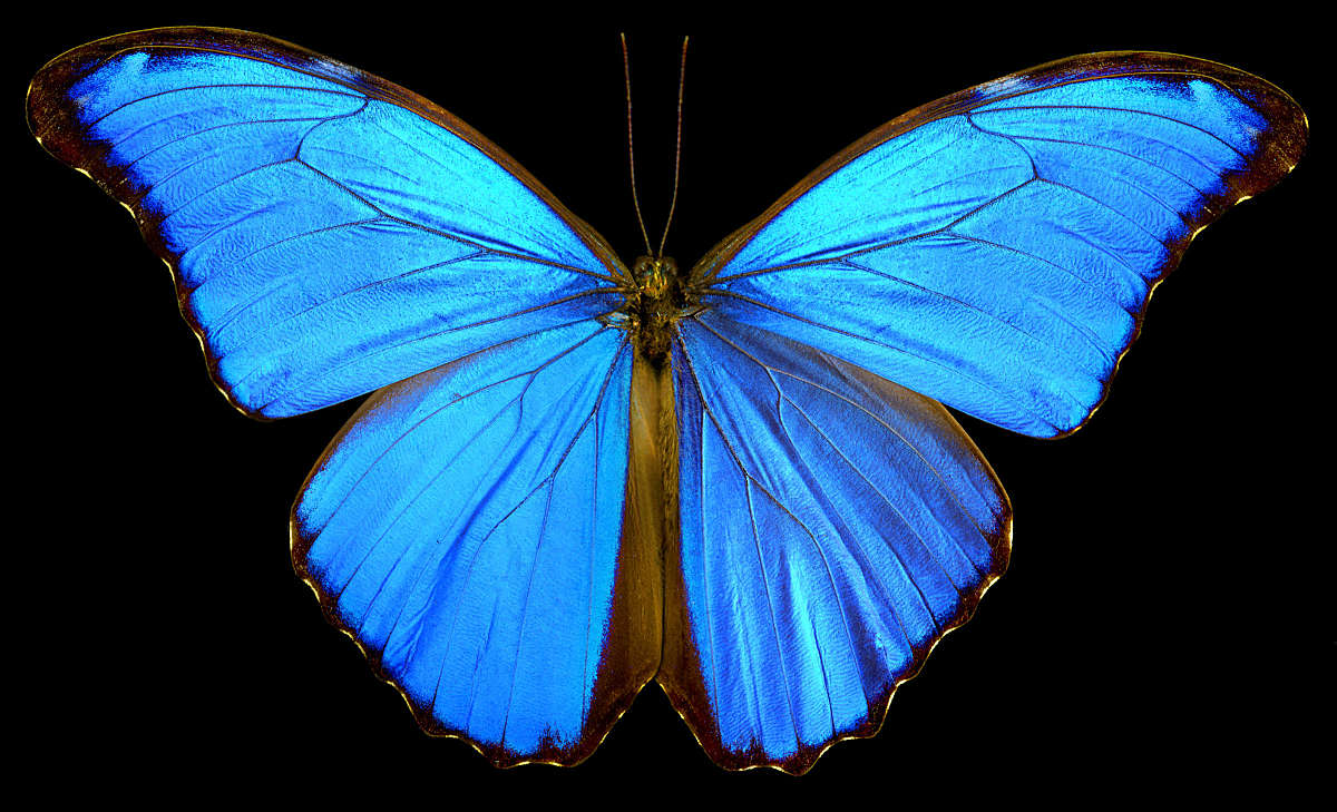 Color Scanography Shells and Butterflies - Harold Feinstein Archive