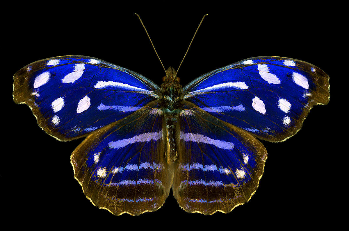 Color Scanography Shells and Butterflies - Harold Feinstein Archive