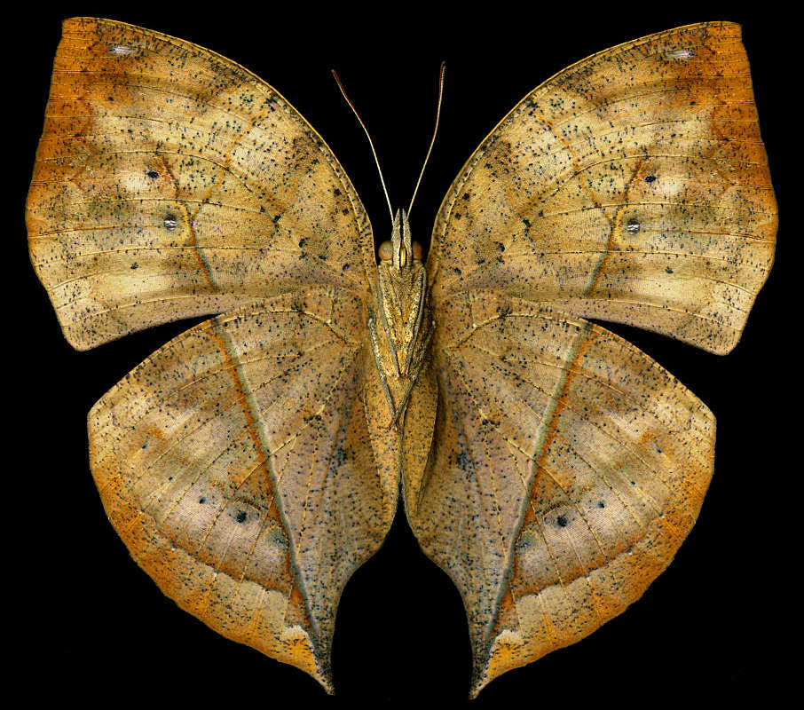 Color Scanography Shells and Butterflies - Harold Feinstein Archive