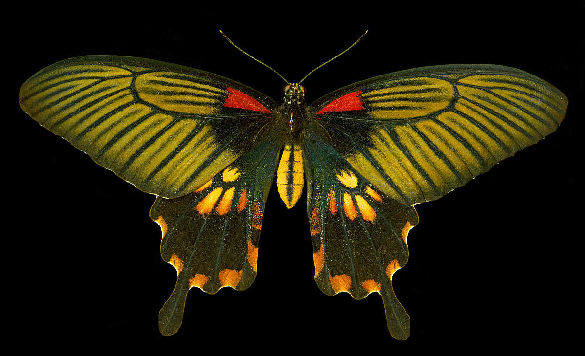 Color Scanography Shells and Butterflies - Harold Feinstein Archive