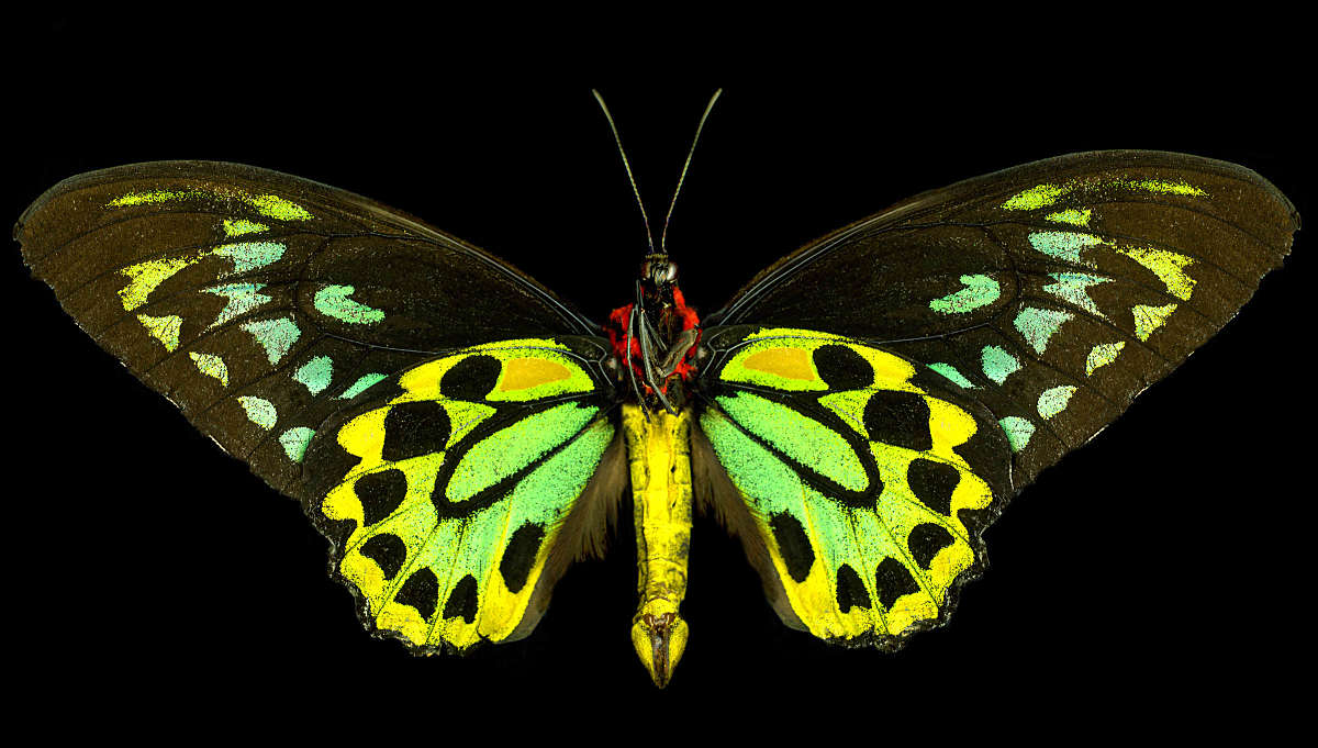 Color Scanography Shells and Butterflies - Harold Feinstein Archive