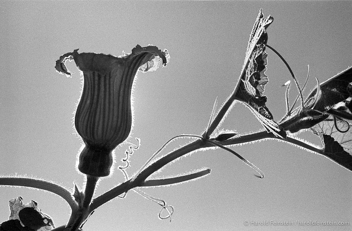 Still Life and Nature - Harold Feinstein Archive