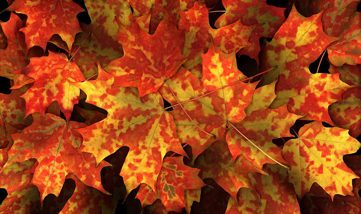 Color Scanography Botanicals - Harold Feinstein Archive