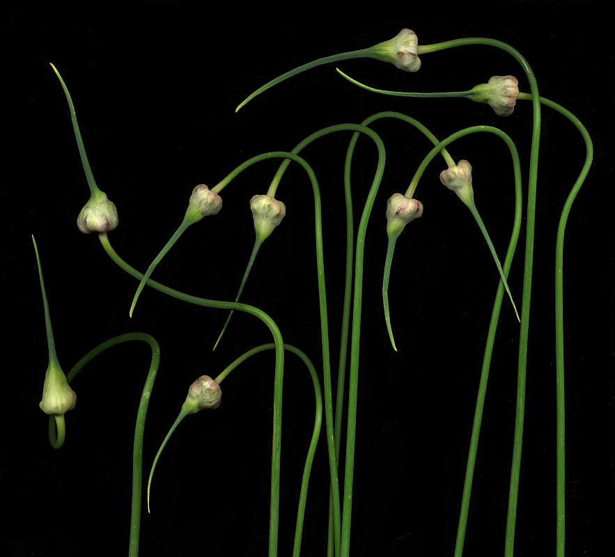 Color Scanography Botanicals - Harold Feinstein Archive