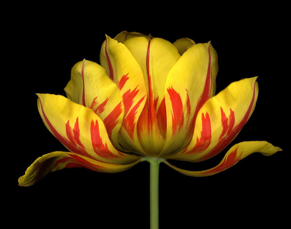 Color Scanography Botanicals - Harold Feinstein Archive