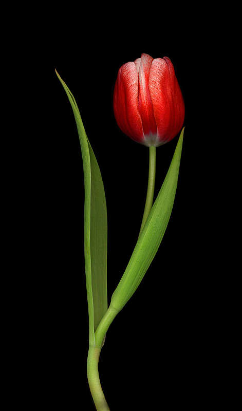 Color Scanography Botanicals - Harold Feinstein Archive