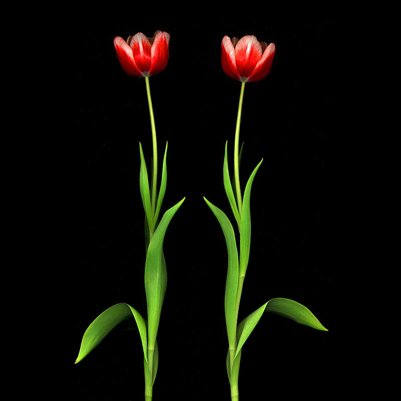 Color Scanography Botanicals - Harold Feinstein Archive