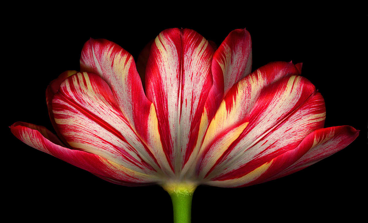 Color Scanography Botanicals - Harold Feinstein Archive