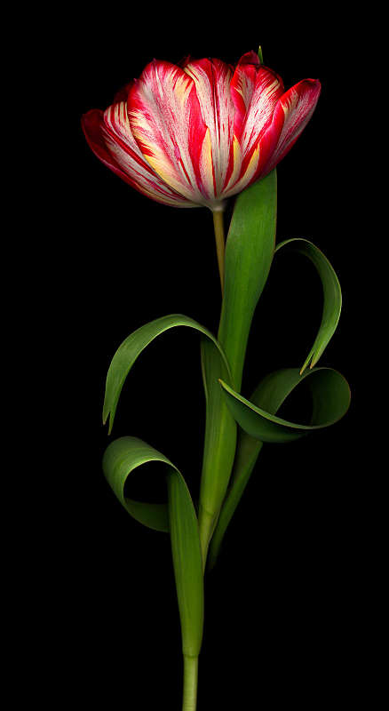 Color Scanography Botanicals - Harold Feinstein Archive