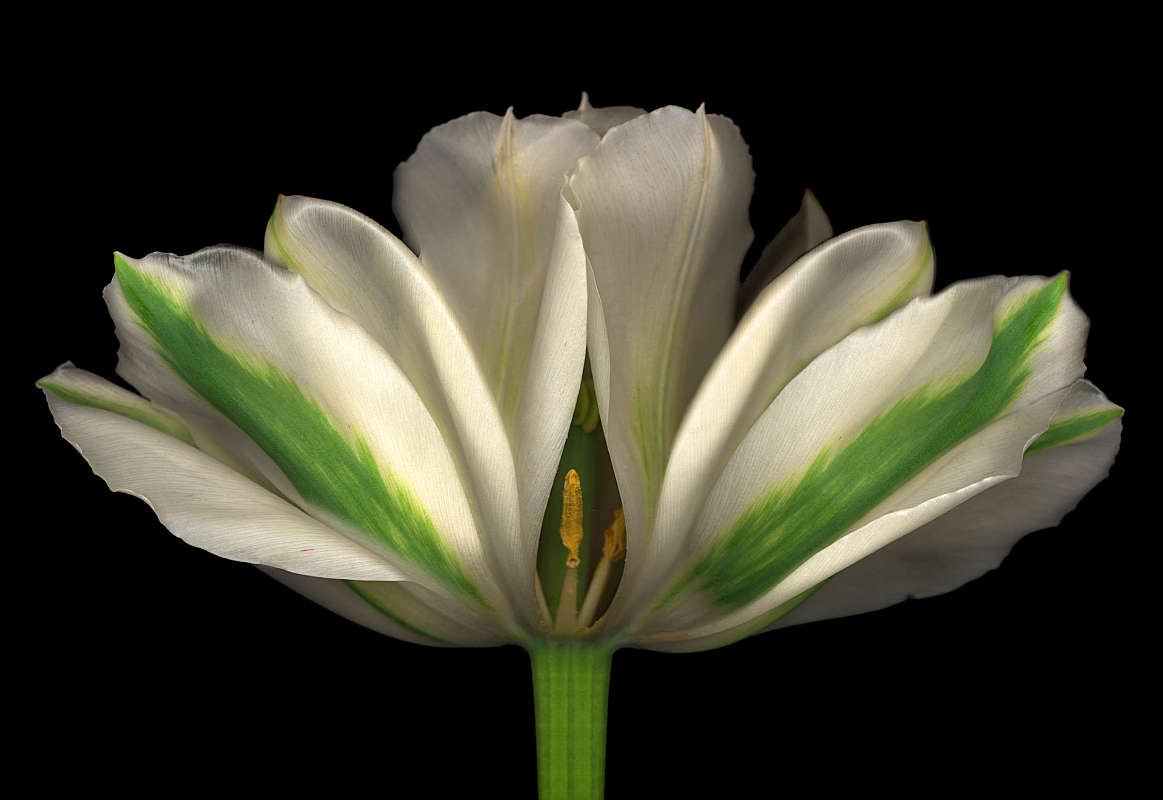 Color Scanography Botanicals - Harold Feinstein Archive