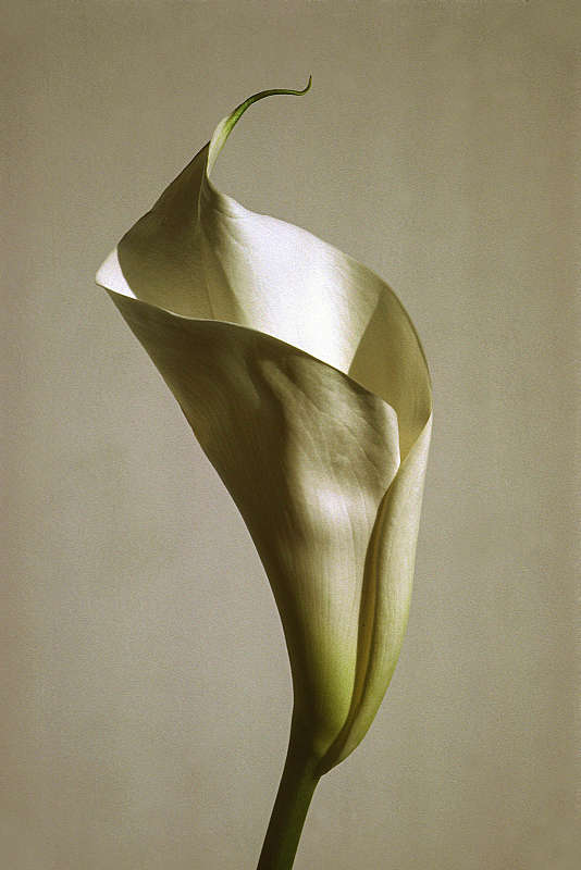 Color Scanography Botanicals - Harold Feinstein Archive