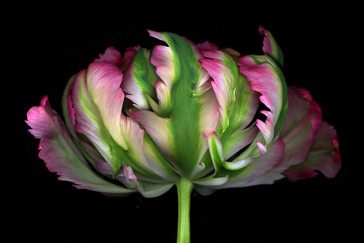 Color Scanography Botanicals - Harold Feinstein Archive