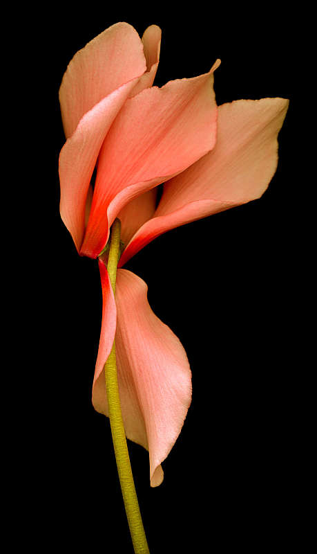 Color Scanography Botanicals - Harold Feinstein Archive