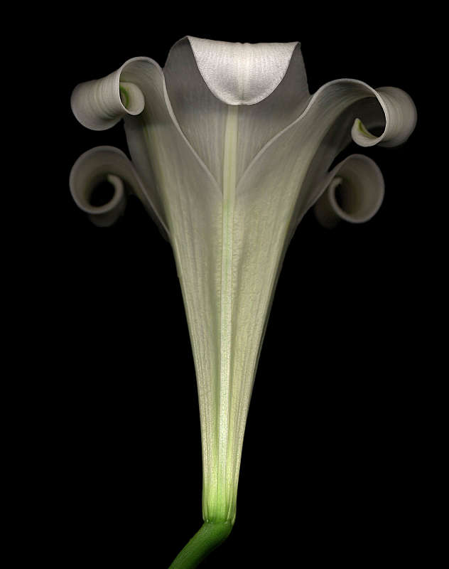 Color Scanography Botanicals - Harold Feinstein Archive