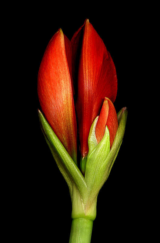 Color Scanography Botanicals - Harold Feinstein Archive