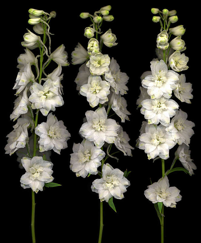 Color Scanography Botanicals - Harold Feinstein Archive