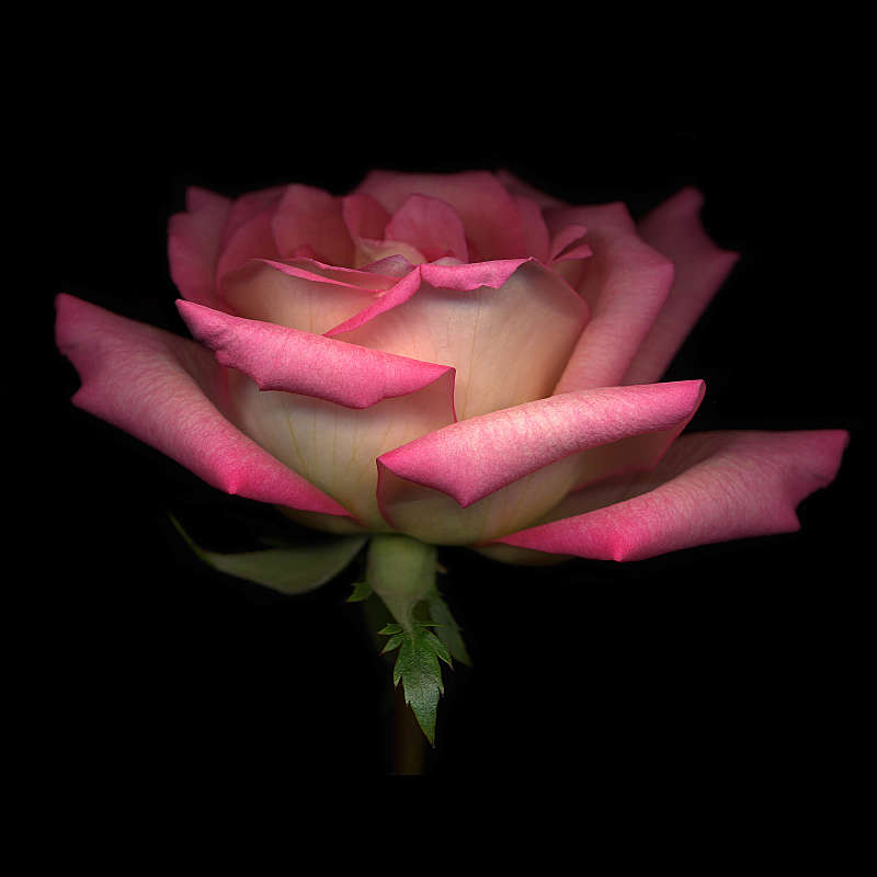 Color Scanography Botanicals - Harold Feinstein Archive