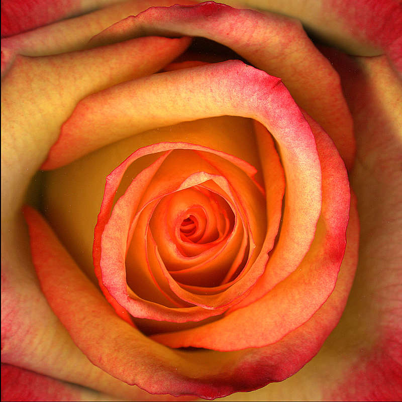 Color Scanography Botanicals - Harold Feinstein Archive