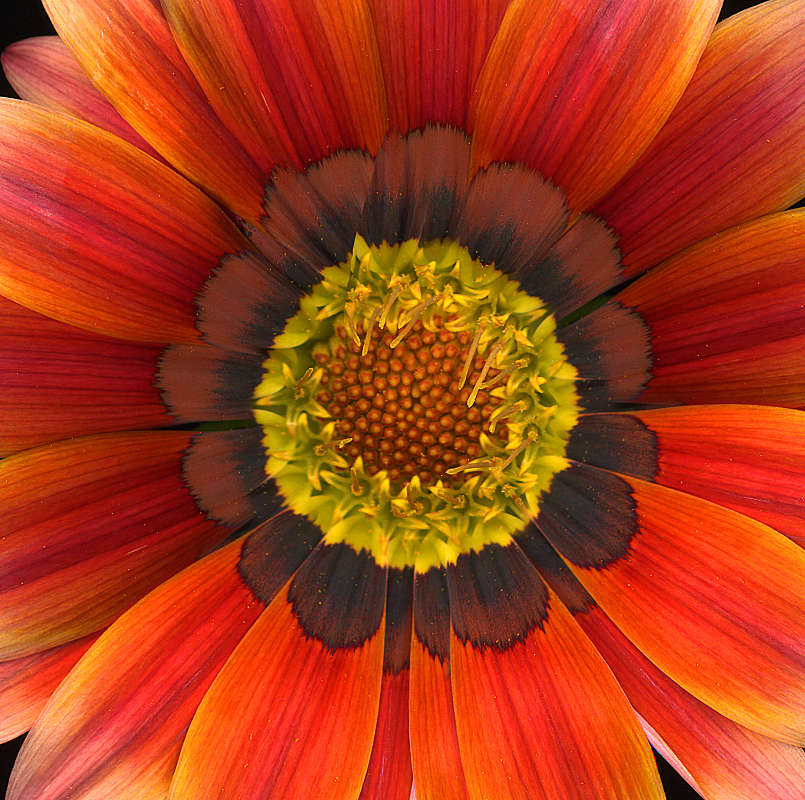 Color Scanography Botanicals - Harold Feinstein Archive