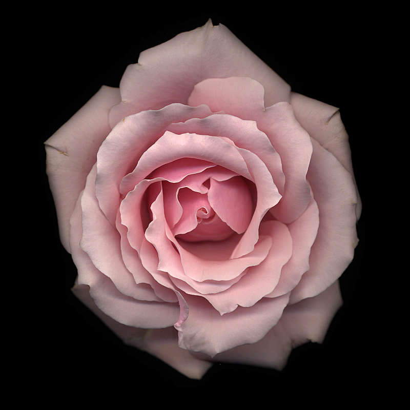 Color Scanography Botanicals - Harold Feinstein Archive