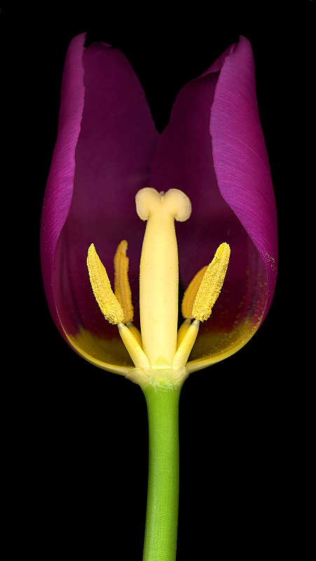 Color Scanography Botanicals - Harold Feinstein Archive